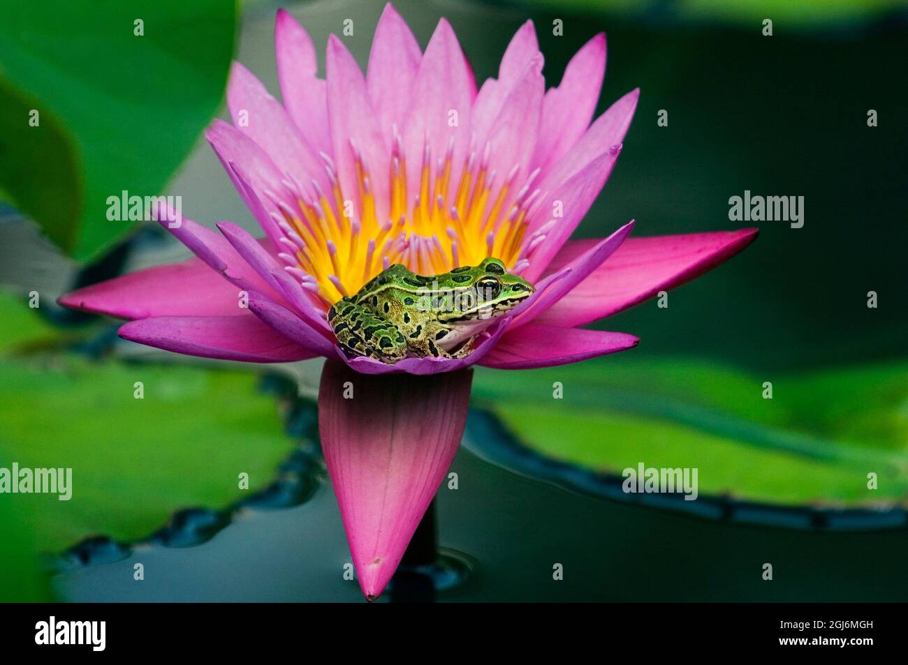 Leopard frog pad hi-res stock photography and images - Alamy