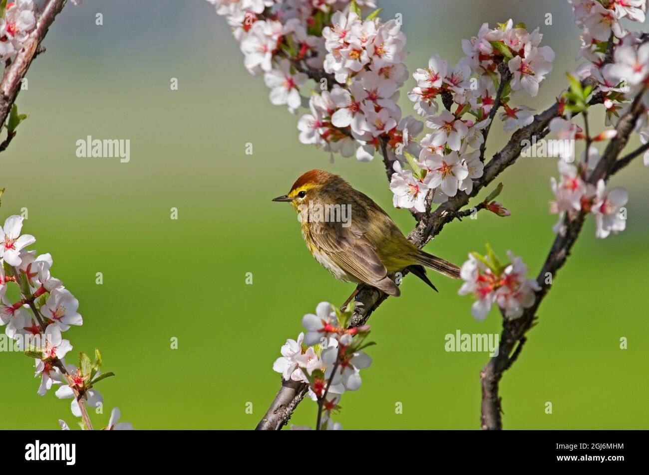 Canada, Manitoba, Winnipeg. Palm warbler in Nanking cherry tree Stock ...