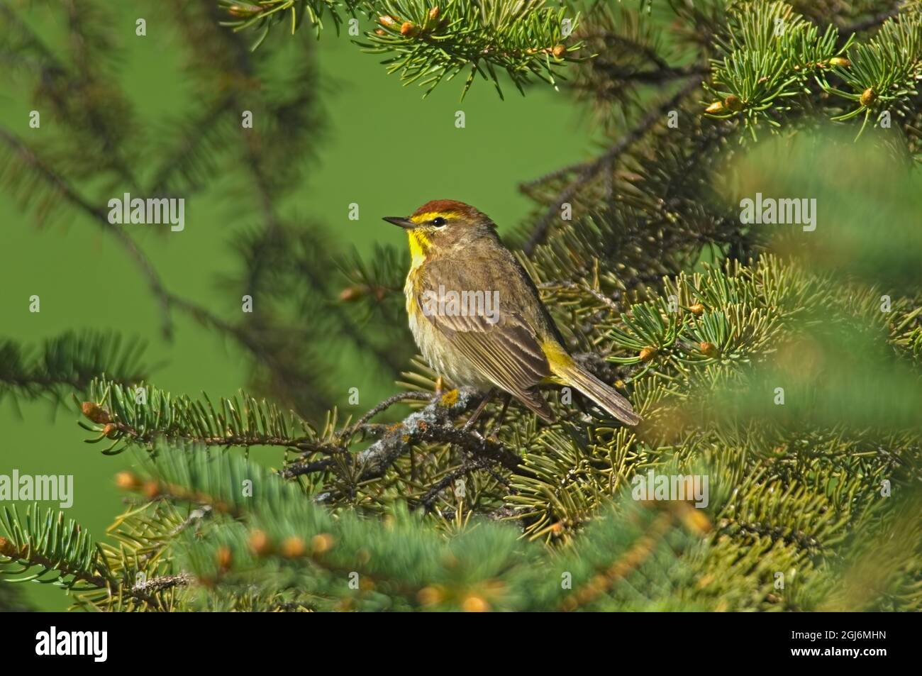 Canada, Manitoba, Winnipeg. Palm warbler bird in spruce tree Stock ...