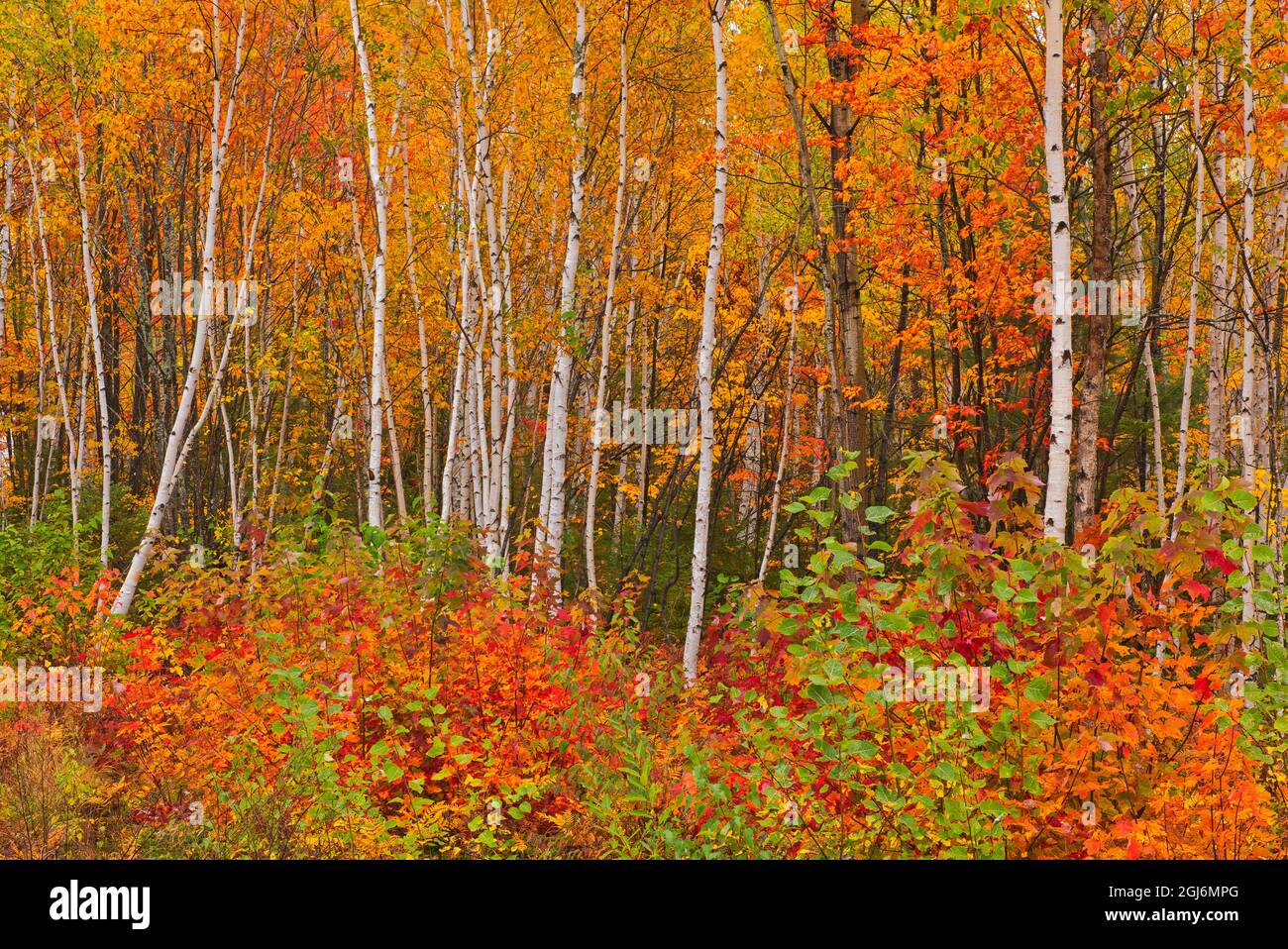 Acadian forest hi-res stock photography and images - Alamy