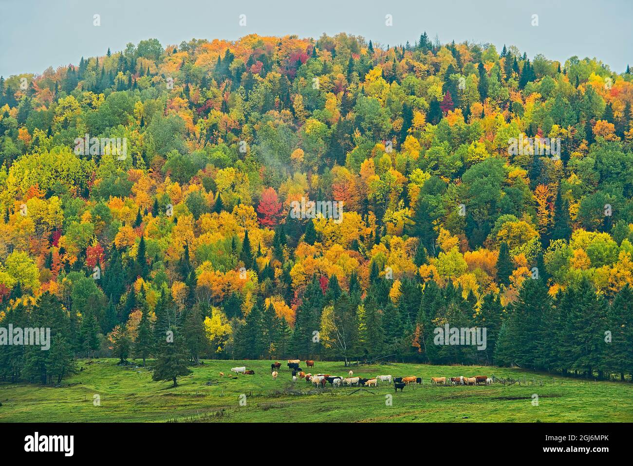 Acadian forest hi-res stock photography and images - Alamy