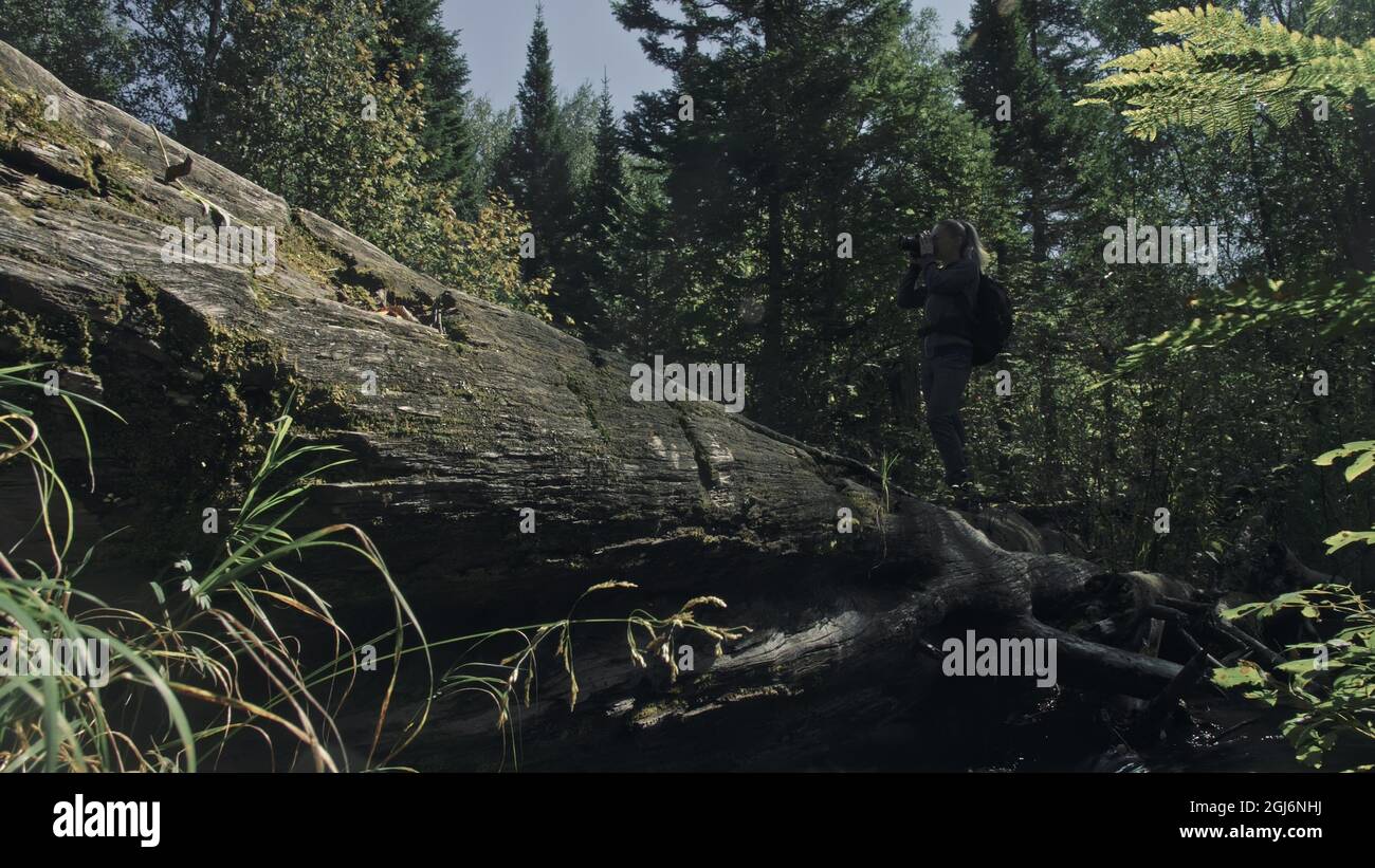 Traveler photographing scenic view in forest river. Wood bridge fallen ...