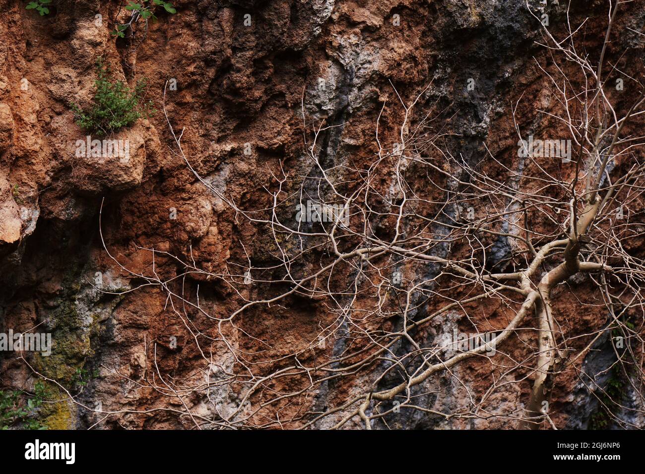 moss on the rock, tree roots, Zachlorou, Achaia, Greece Stock Photo - Alamy