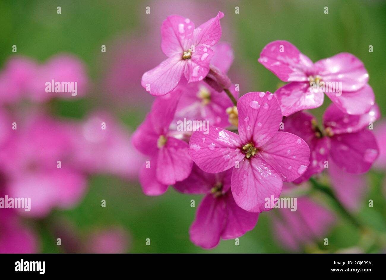 Canada, Prince Edward Island. Phlox flowers in rain Stock Photo - Alamy