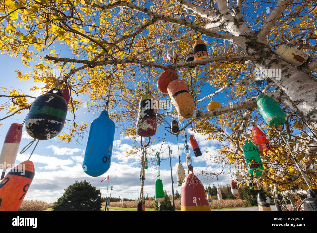 Canada, Prince Edward Island, Point Prim. Tree decorated with lobster ...