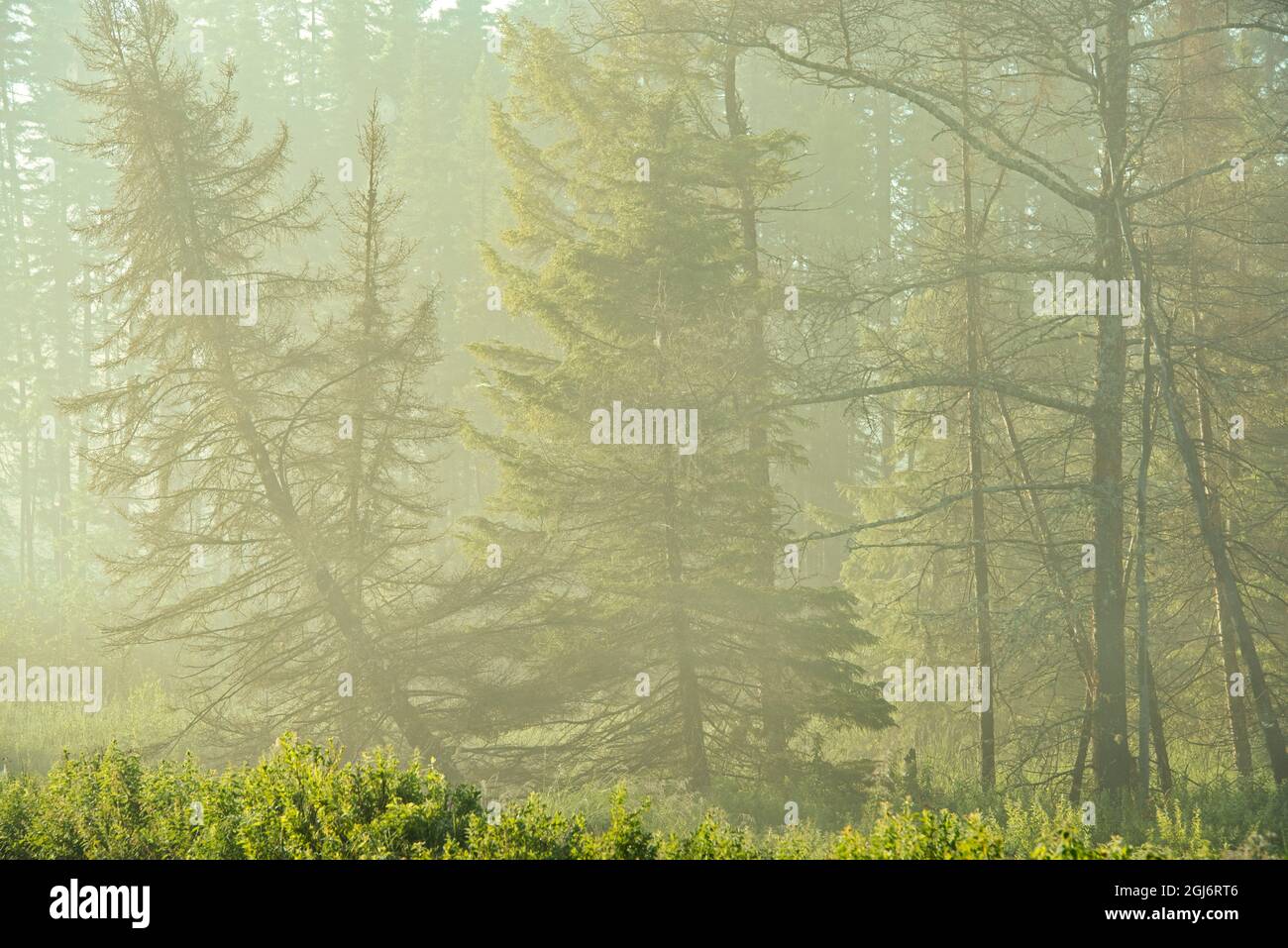 Canada, Quebec, Latulipe. Fog in boreal forest at sunrise. Credit as ...