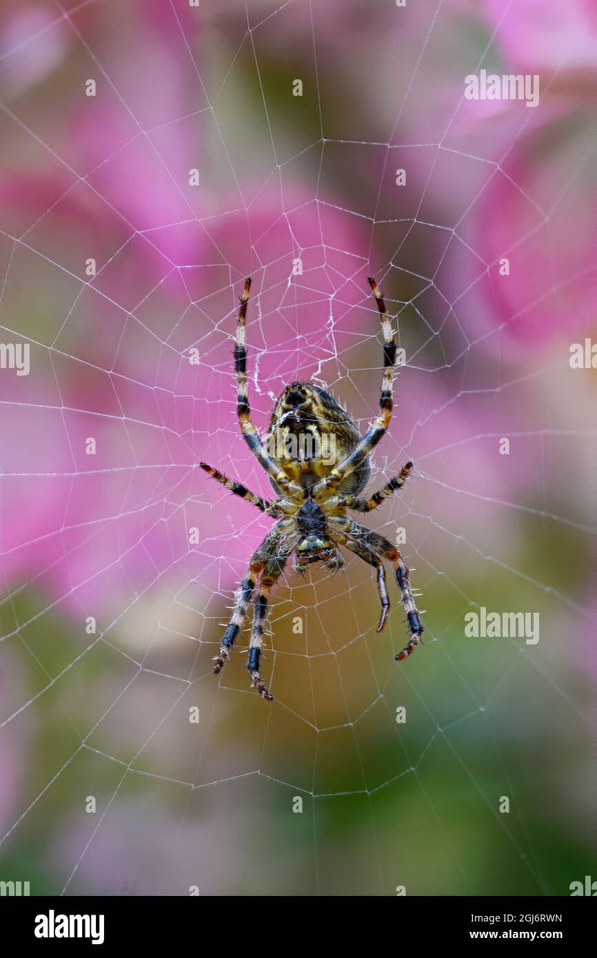 Female spiders hi-res stock photography and images - Alamy