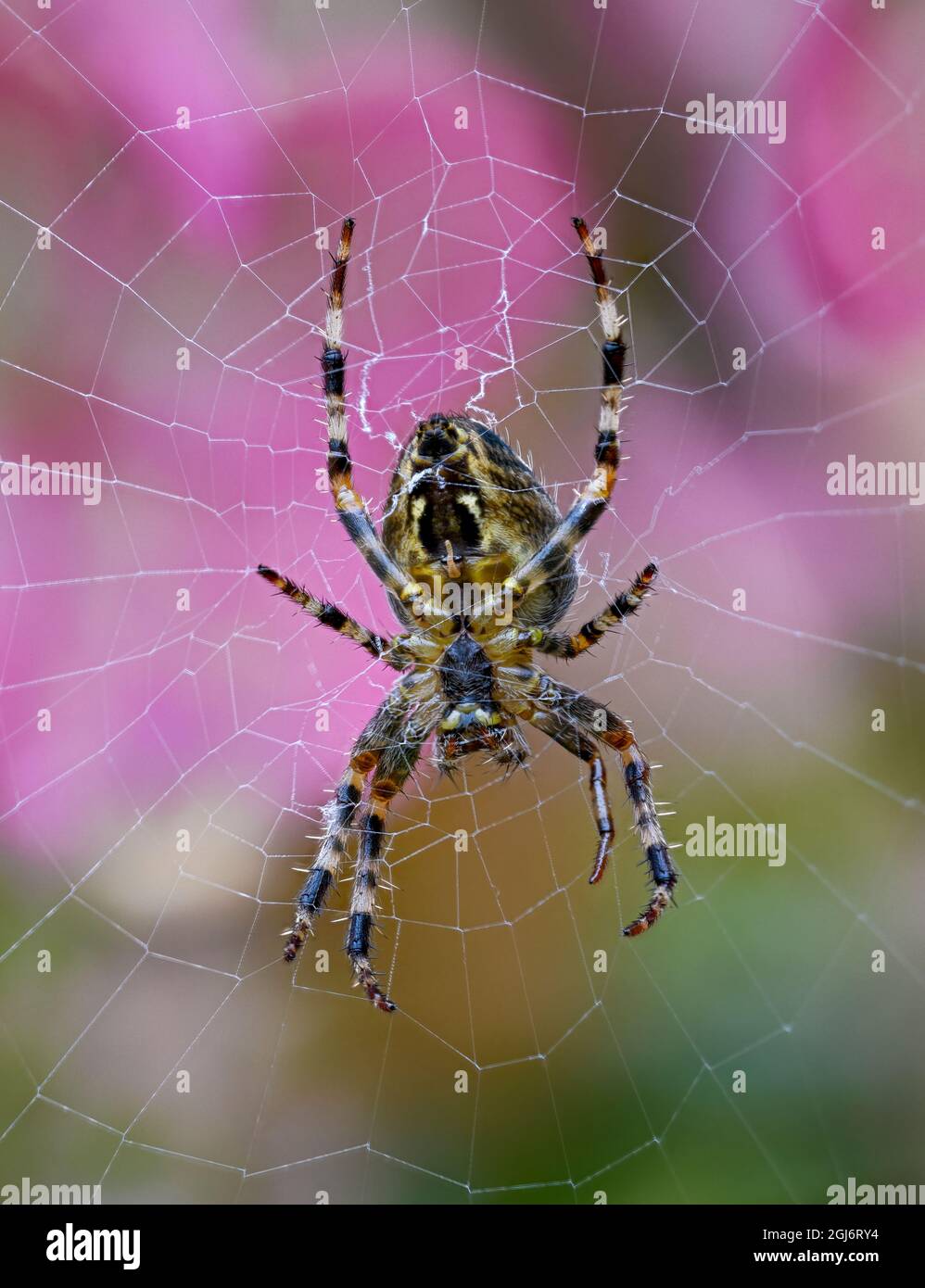 Female spiders hi-res stock photography and images - Alamy