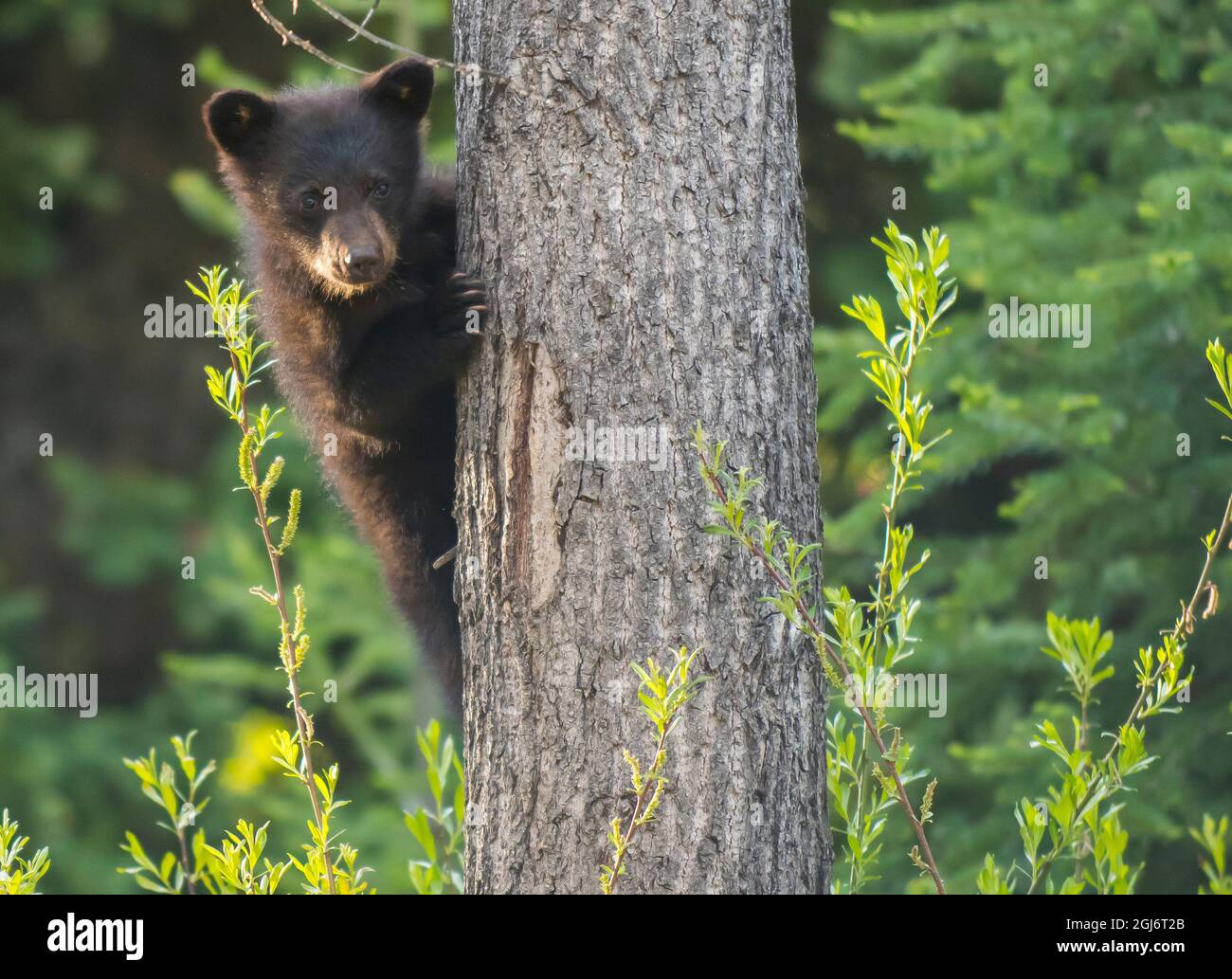 Black Bear cub in spring Stock Photo - Alamy
