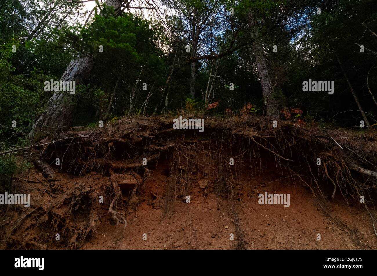 Pine Tree Landscape Underground Root System Stock Photo - Alamy