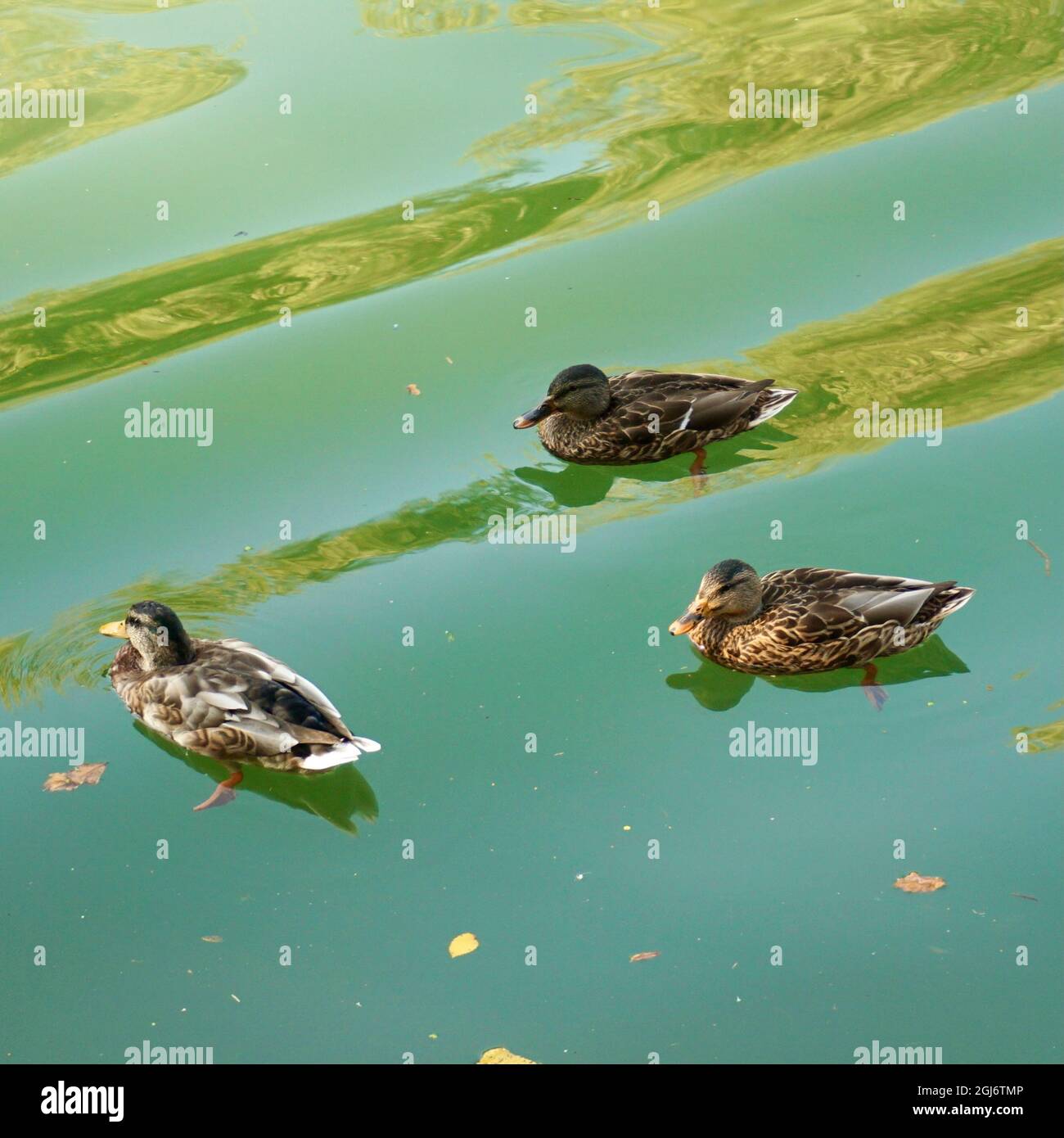 Ducks in a river viewed from above Stock Photo - Alamy