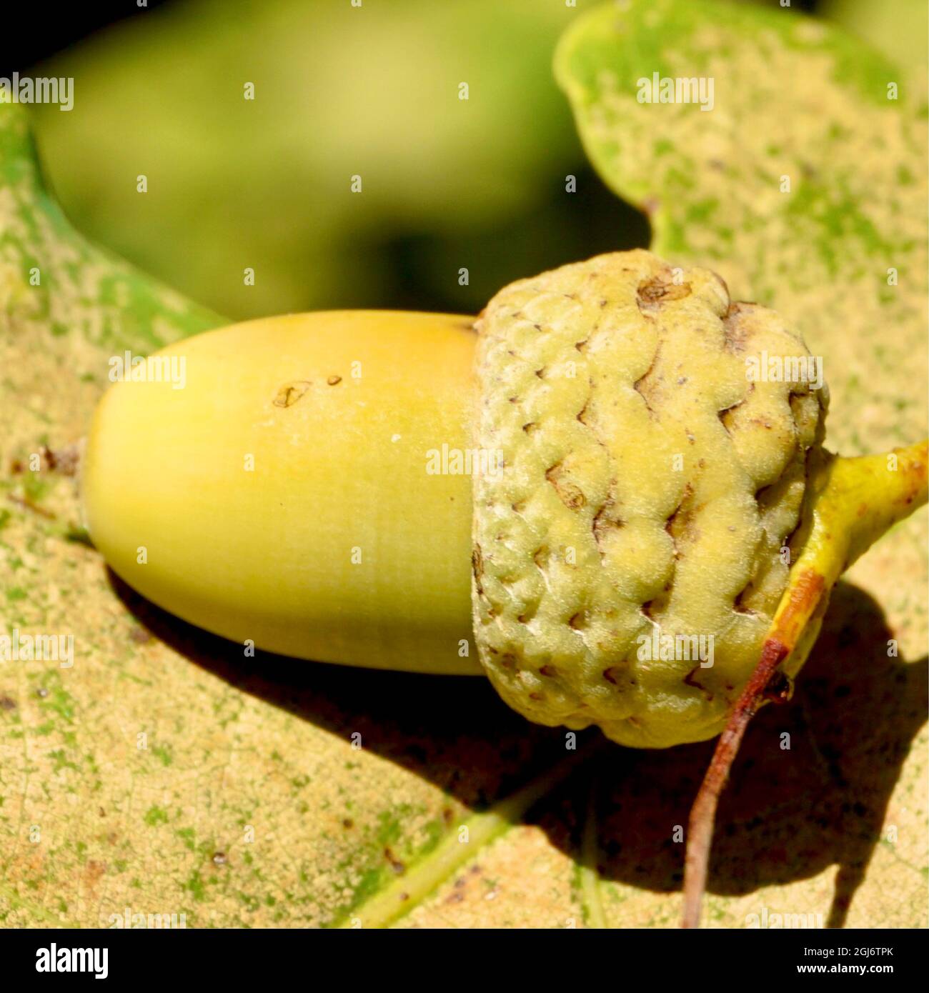 Close up of an acorn on an oak leaf Stock Photo - Alamy