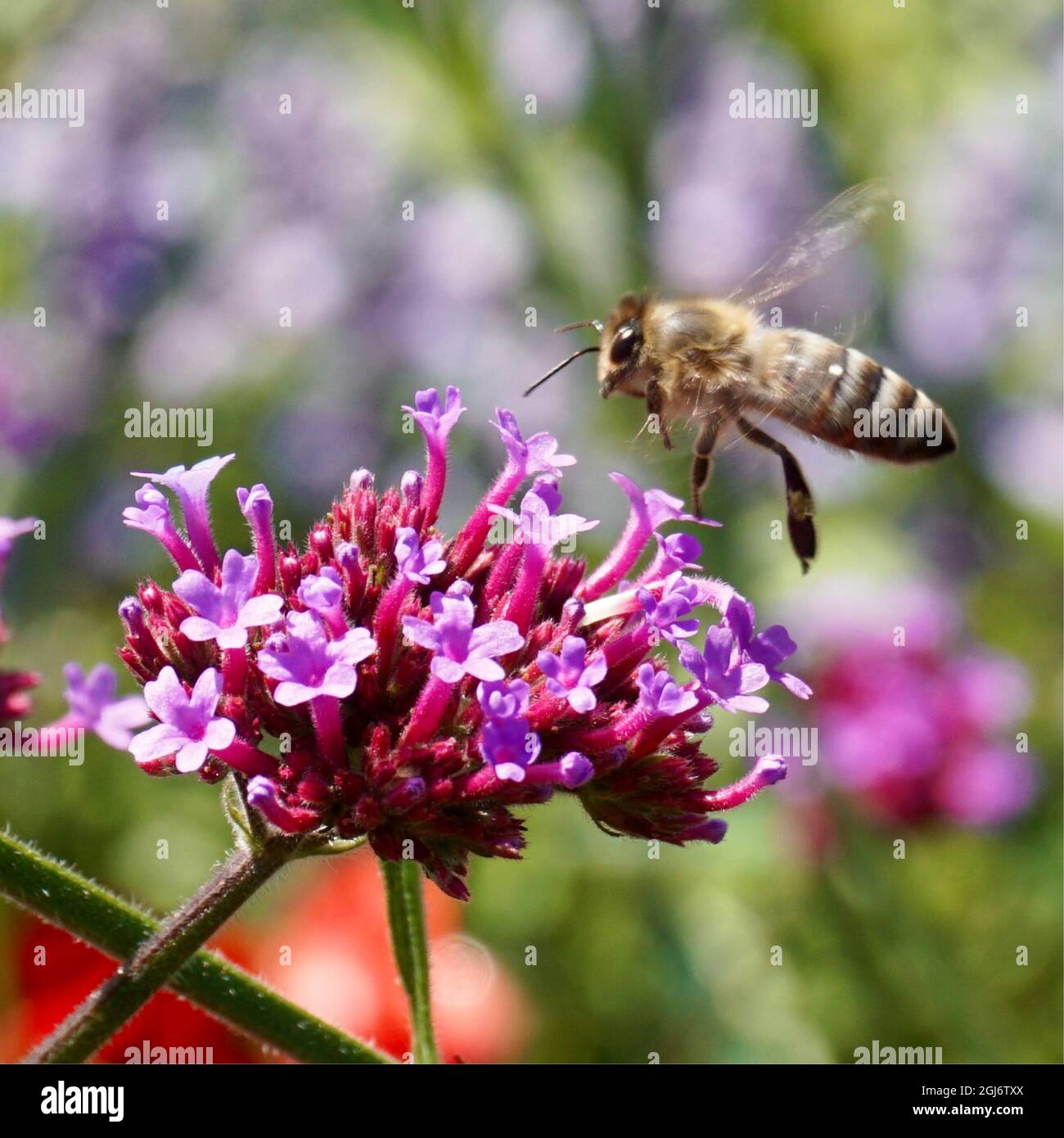 Bee collecting pollen from a flower close up Stock Photo - Alamy