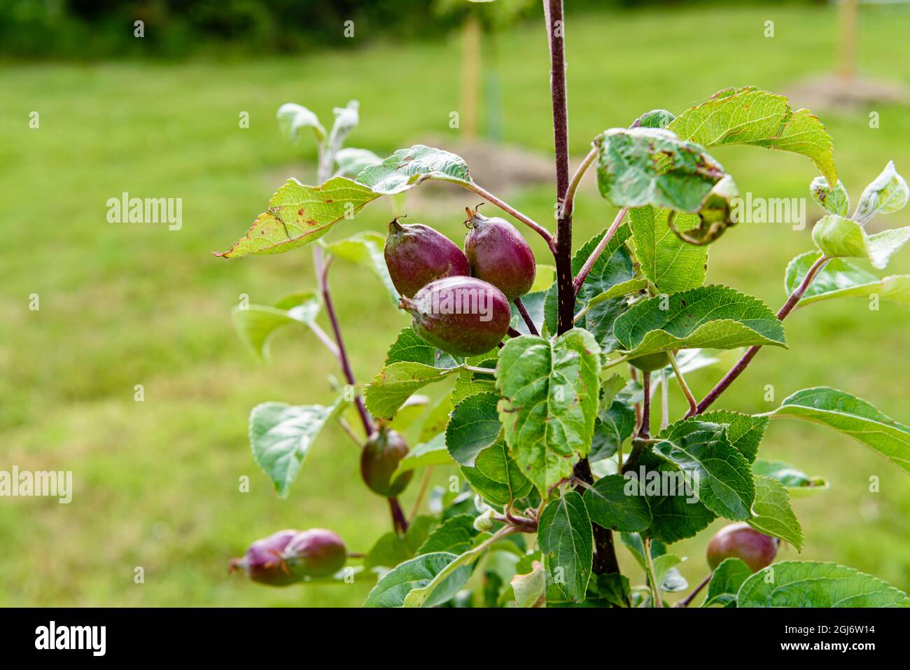 Apple tree fruit small hi-res stock photography and images - Alamy