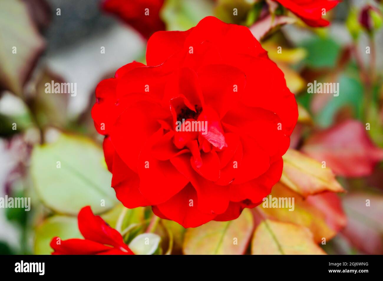 Vivid Red roses in the garden close up on a summers day Stock Photo - Alamy