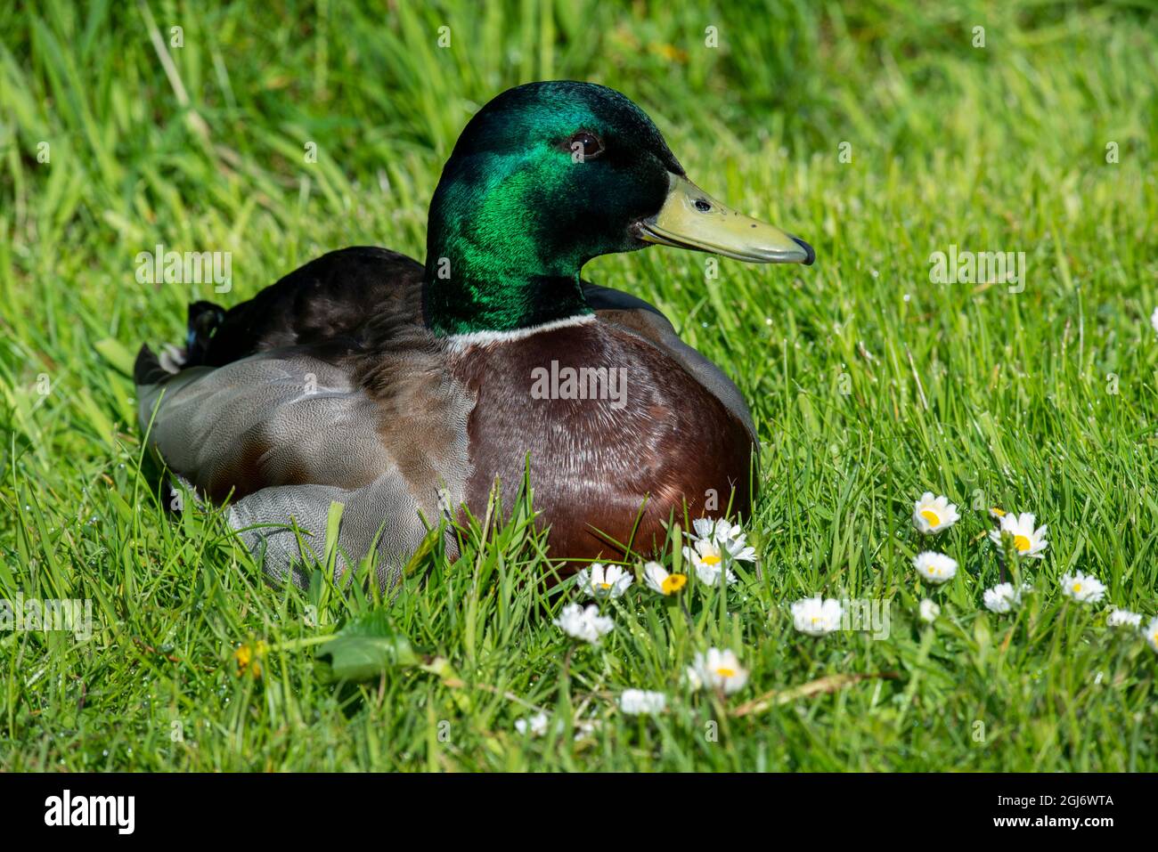 Danish duck hi-res stock photography and images - Alamy
