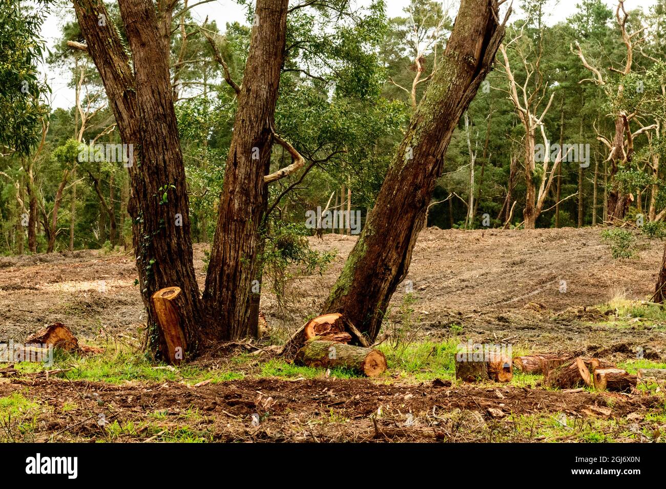 Where have all the trees gone ? Land cleared for housing Stock Photo ...
