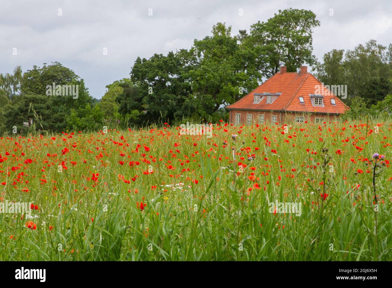 Poppy Field with Farm House. Roskilde, Denmark. (Editorial Use Only ...