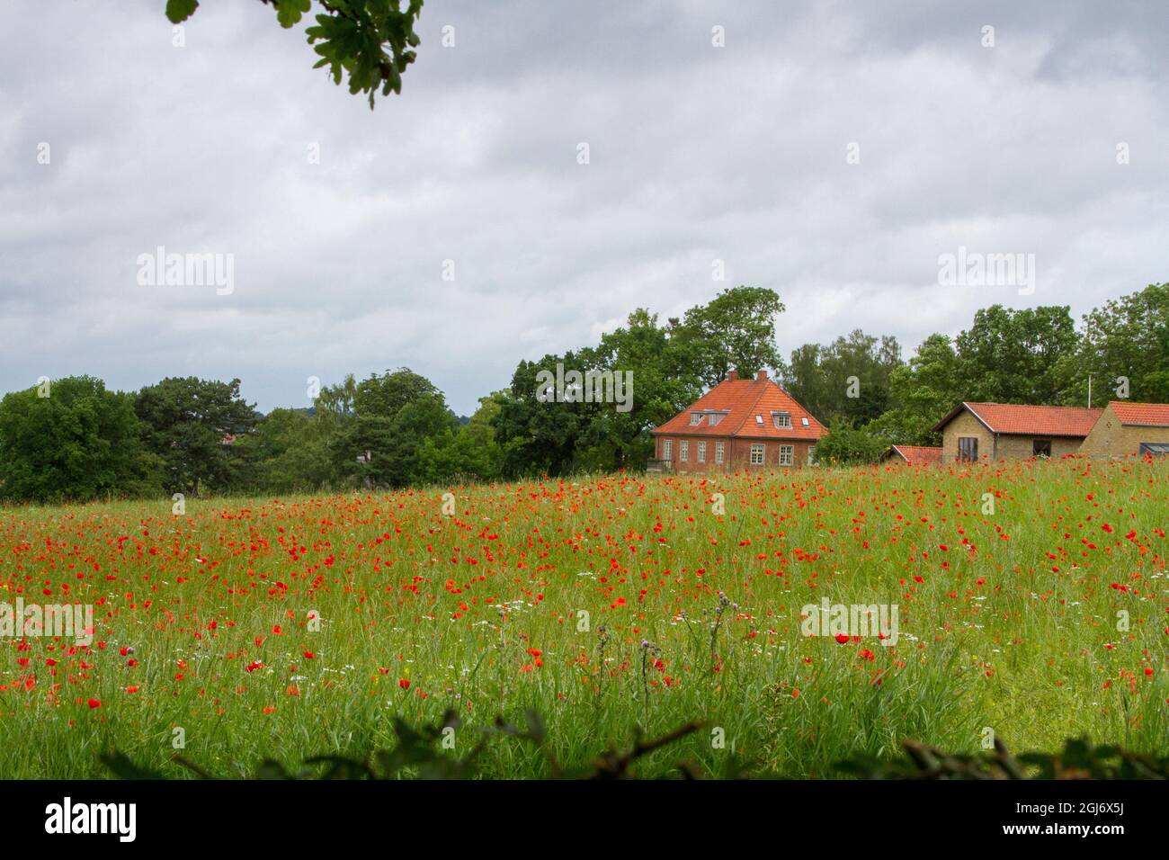 Poppy Field with Farm House. Roskilde, Denmark Stock Photo - Alamy
