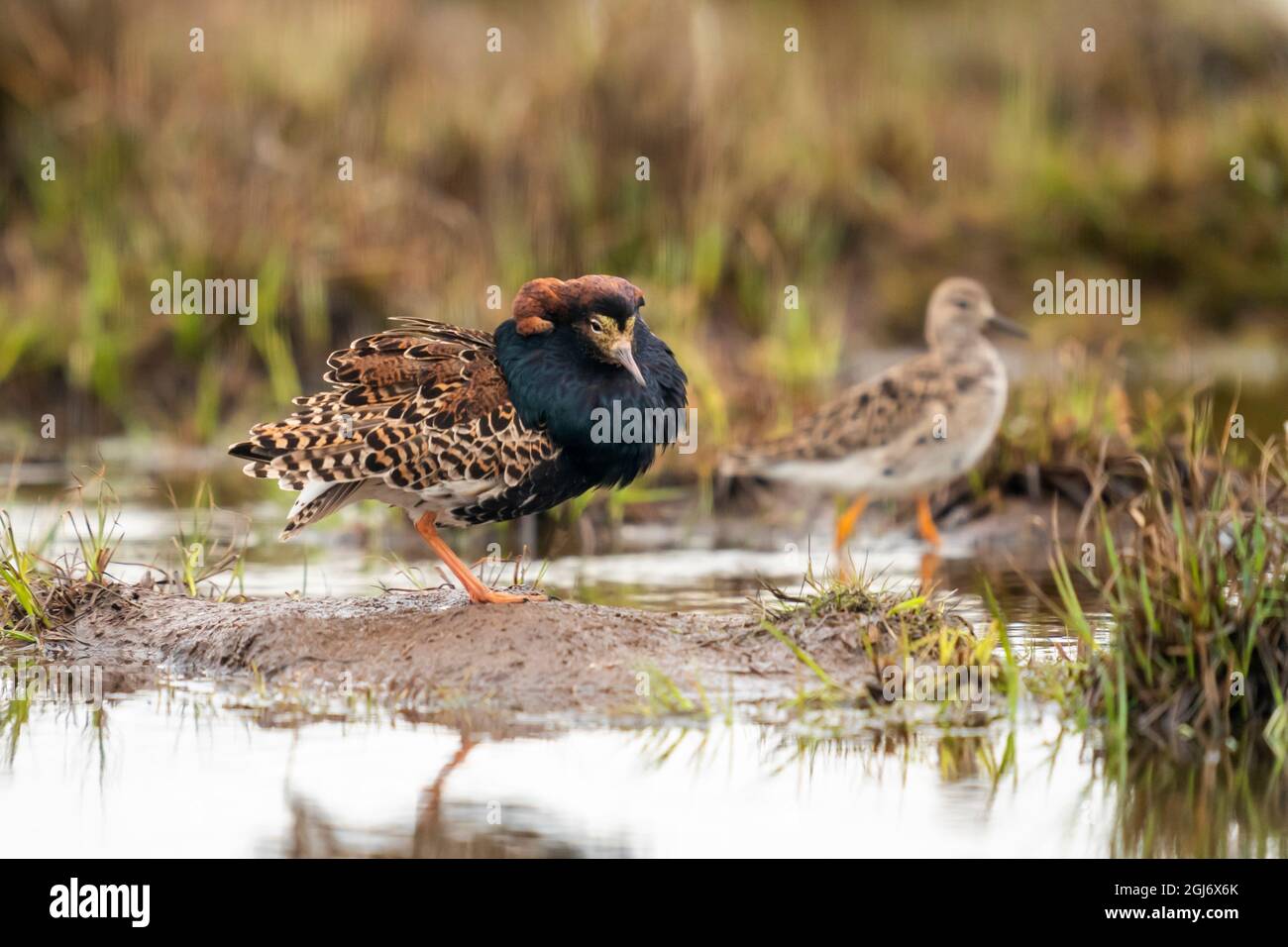 Male and female ruff bird hi-res stock photography and images - Alamy