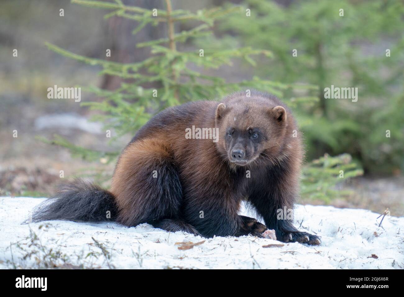 Wolverine On Tree High Resolution Stock Photography and Images - Alamy