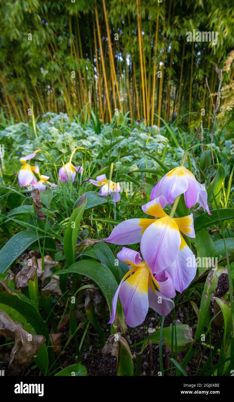 Spring in giverny hi-res stock photography and images - Alamy
