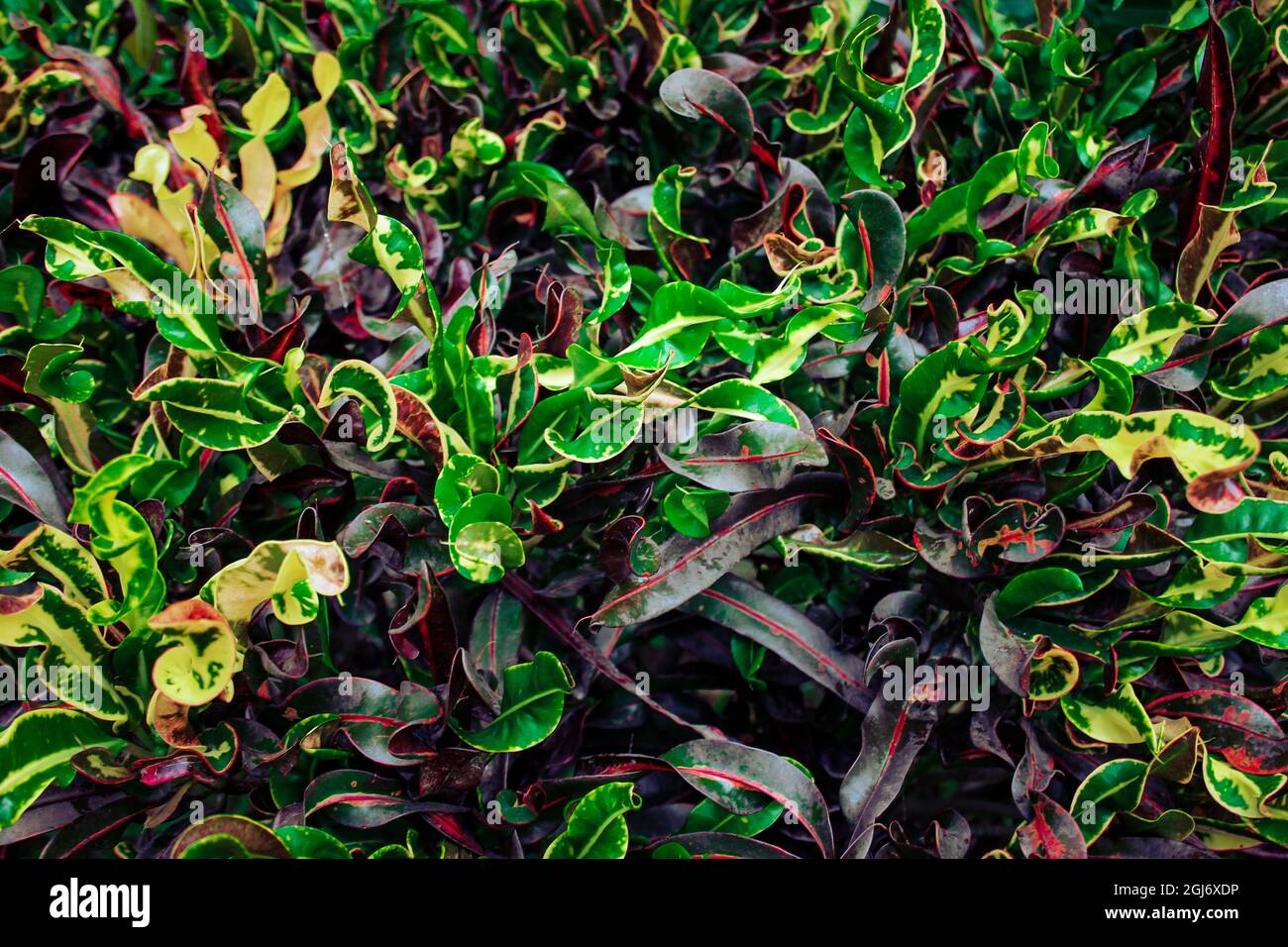 Closeup of a colorful fire croton plant Stock Photo - Alamy