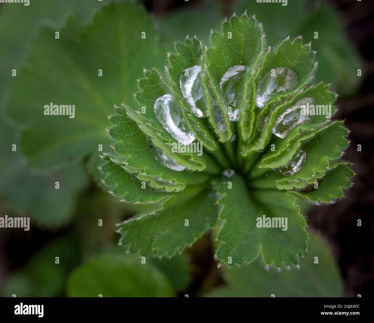 Ruffled leaf hi-res stock photography and images - Alamy