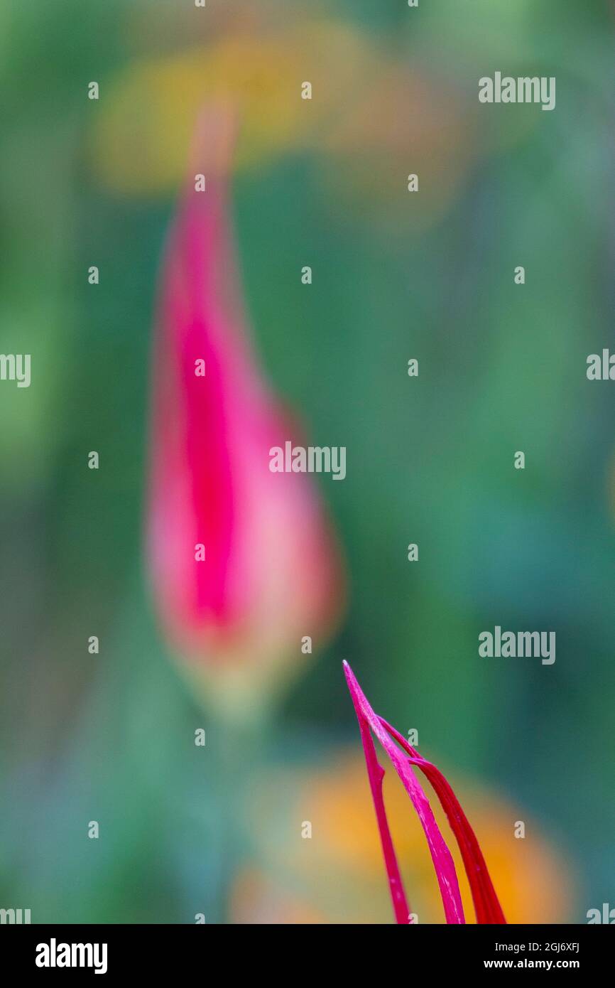 Petal tips hi-res stock photography and images - Alamy