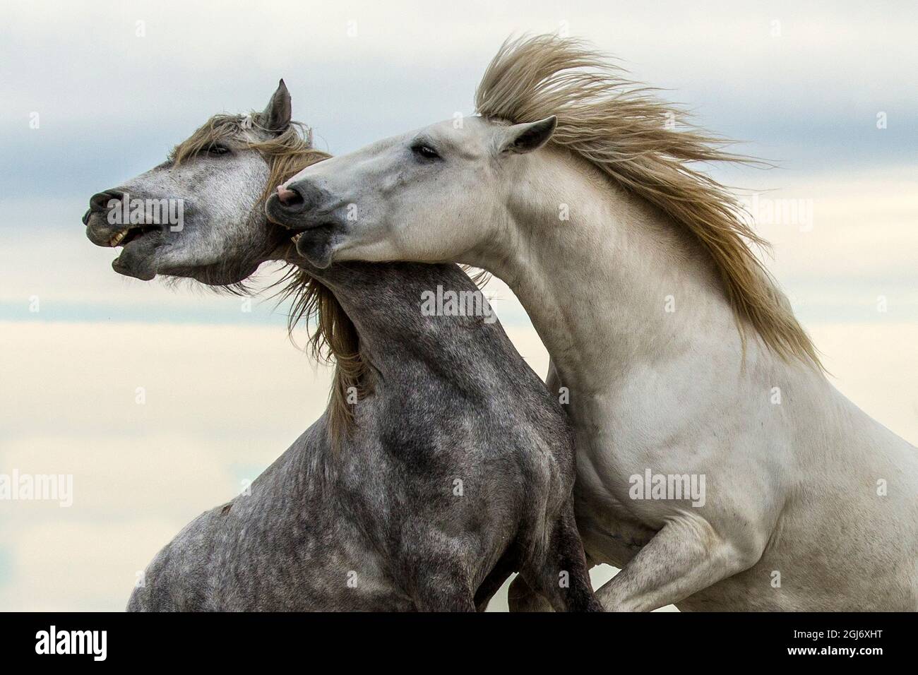 Europe, France, Provence, Camargue. Two stallions fighting Stock Photo ...