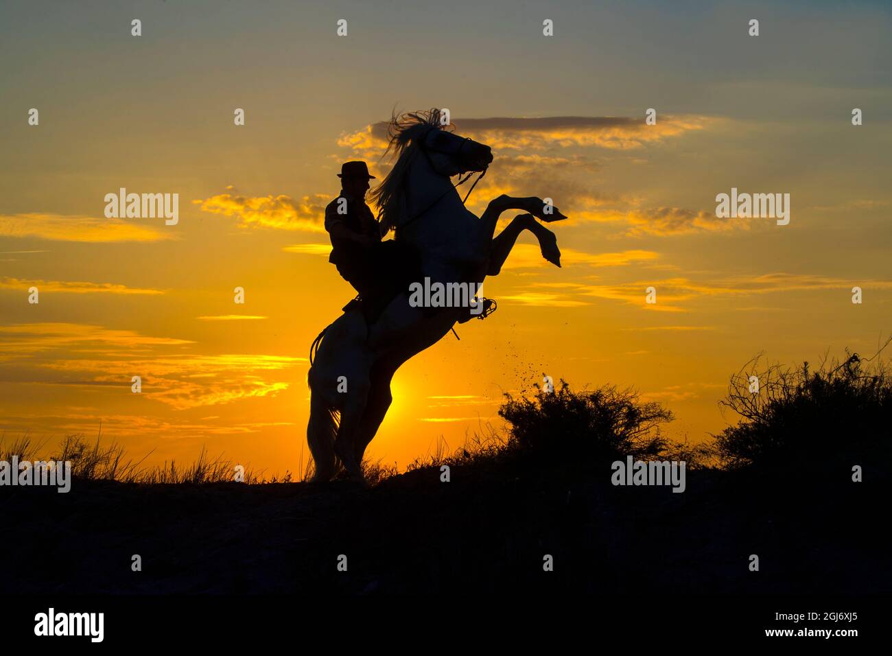 Europe, France, Provence, Camargue. Composite of man on rearing ...