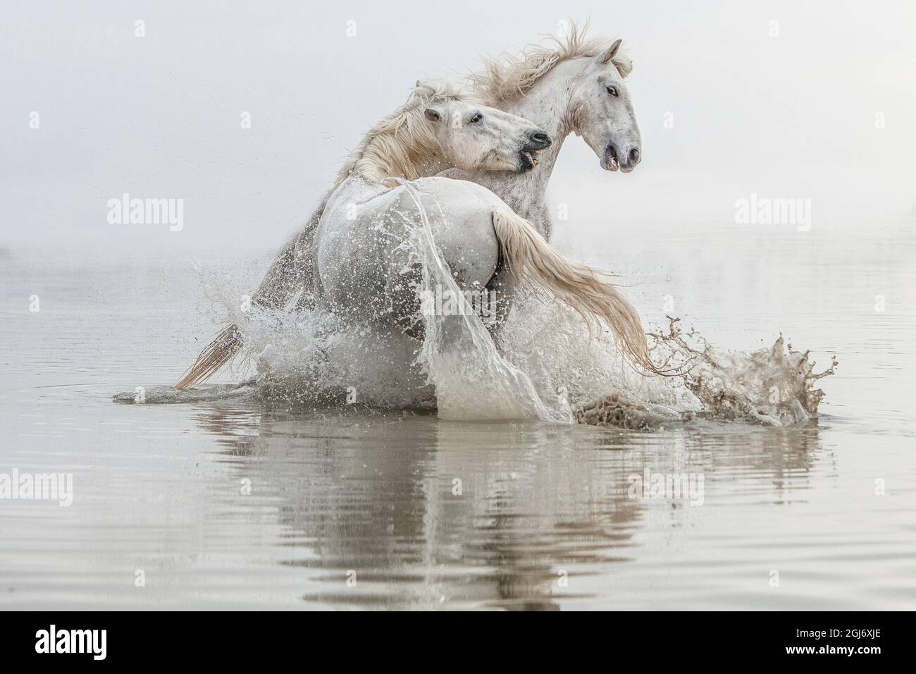 Europe, France, Provence, Camargue. Two stallions fighting in a marsh ...