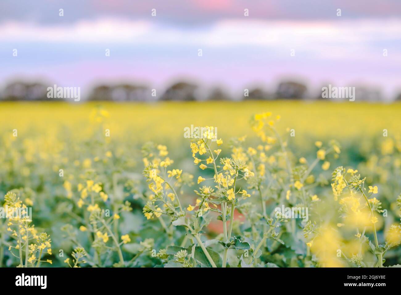 Canola field in full bloom under pink sunset sky Stock Photo - Alamy