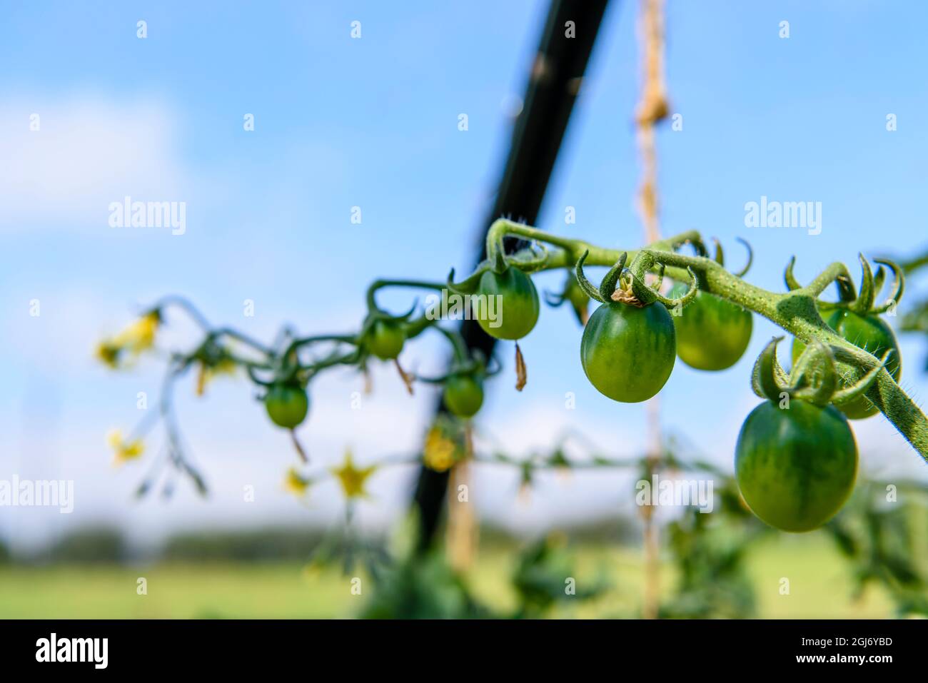 Flower truss hi-res stock photography and images - Alamy