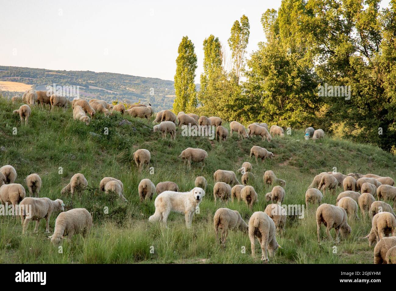 Great Pyrenees mountain dog guarding her flock of sheep in Provence ...
