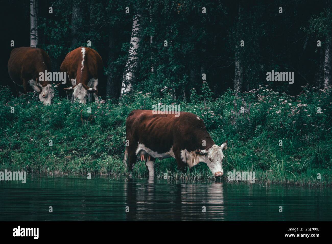 Cow in water hi-res stock photography and images - Alamy