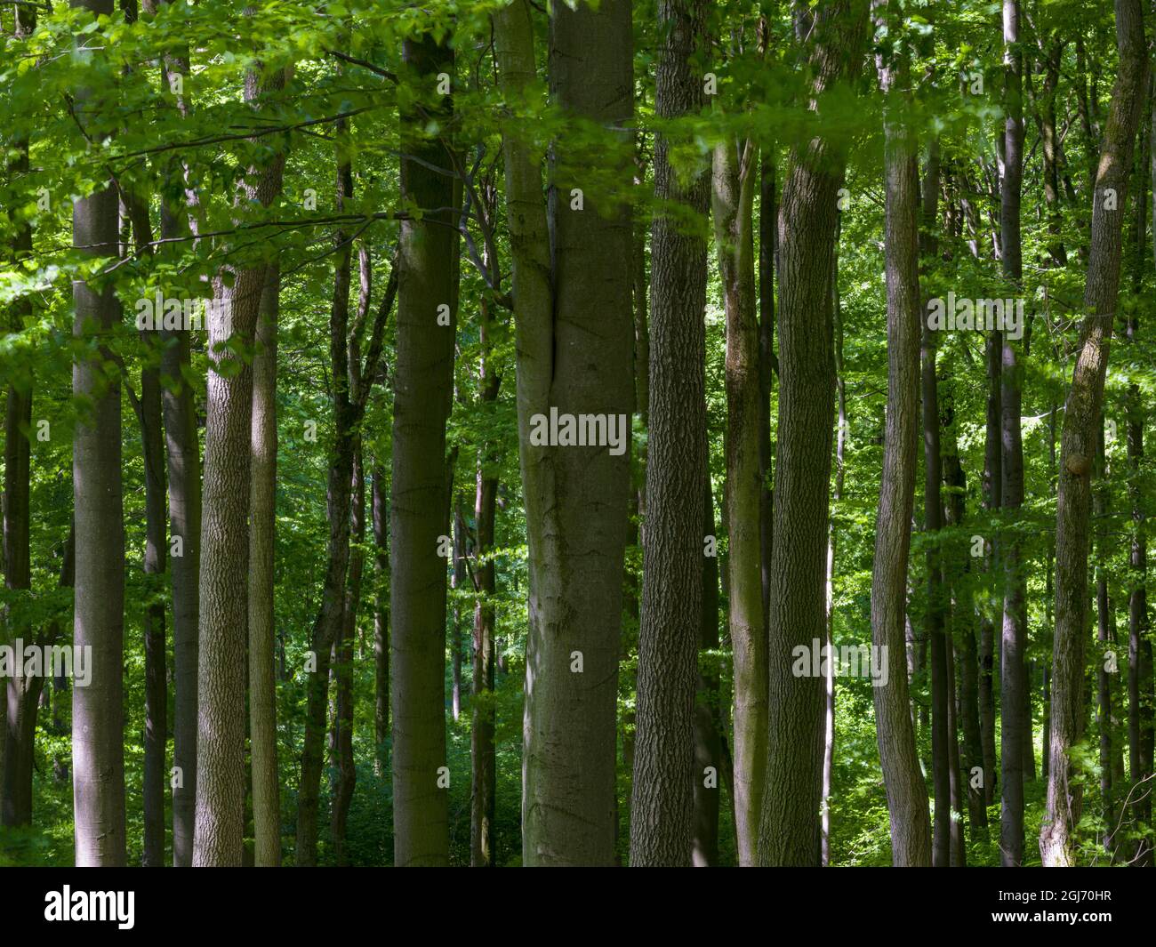 The Thuringian Forest Nature Park, part of the UNESCO World Heritage ...