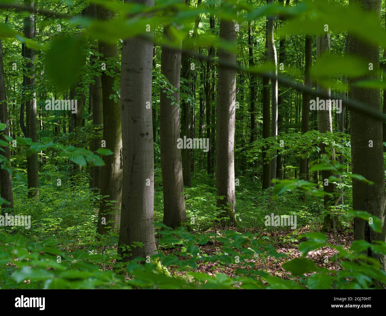 The Thuringian Forest Nature Park, part of the UNESCO World Heritage ...