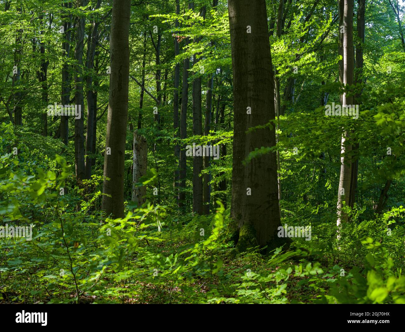 The Thuringian Forest Nature Park, part of the UNESCO World Heritage ...