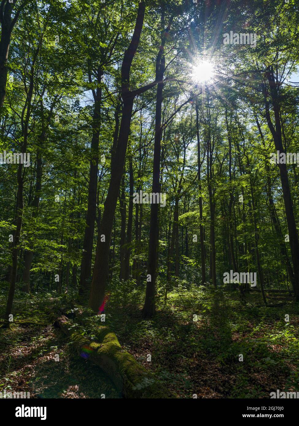 The Thuringian Forest Nature Park, part of the UNESCO World Heritage ...