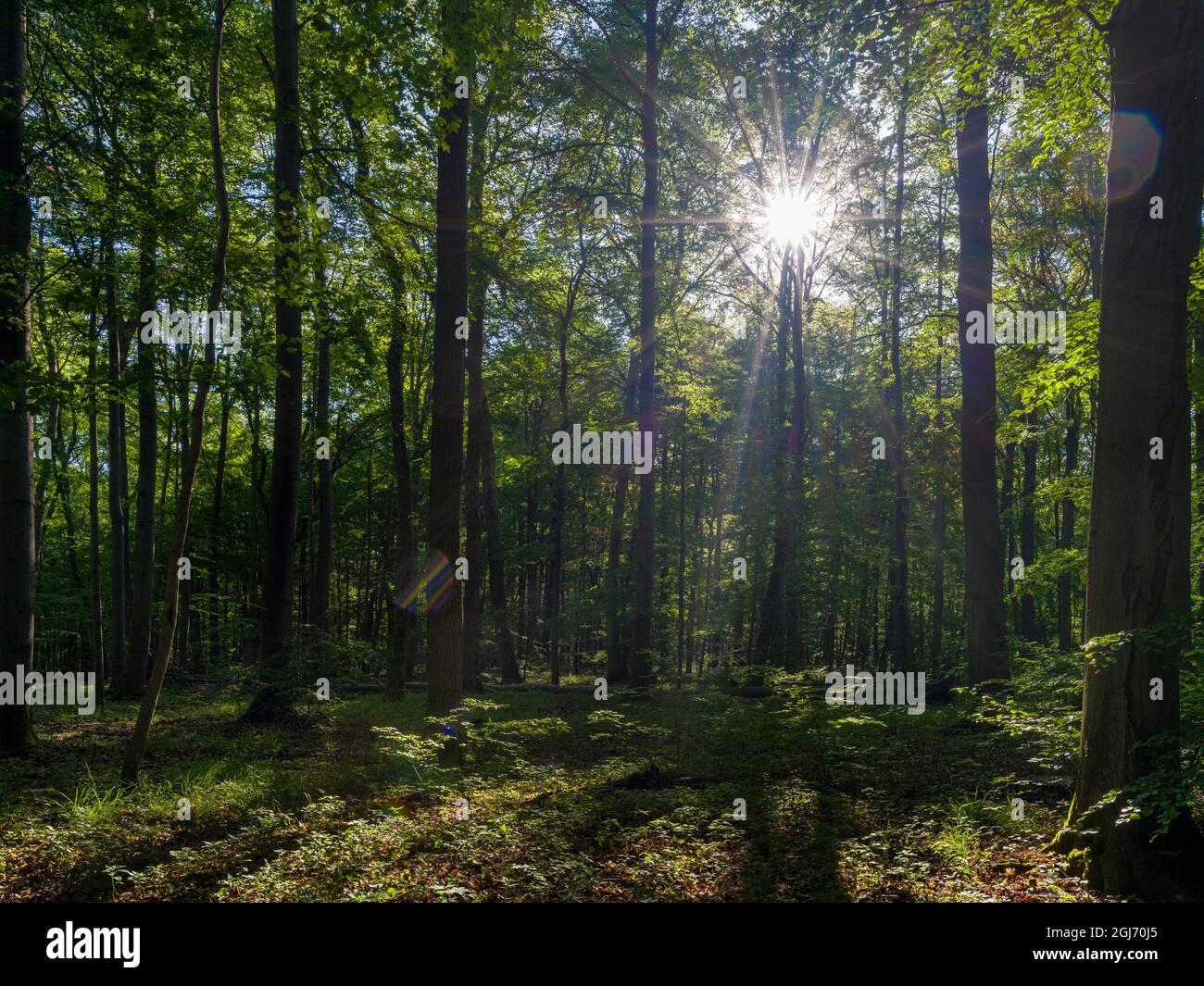 The Thuringian Forest Nature Park, part of the UNESCO World Heritage ...