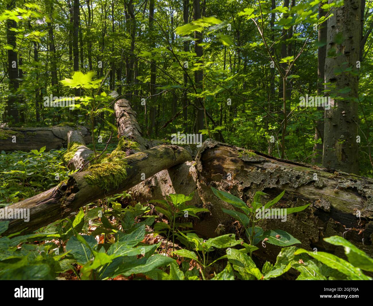 Deadwood, coarse woody debris and fallen trees in the Thuringian Forest ...