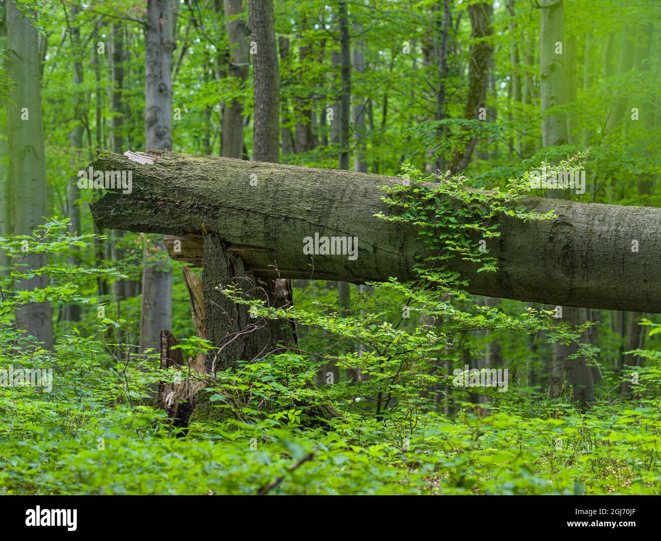 Deadwood, coarse woody debris and fallen trees in the Thuringian Forest ...