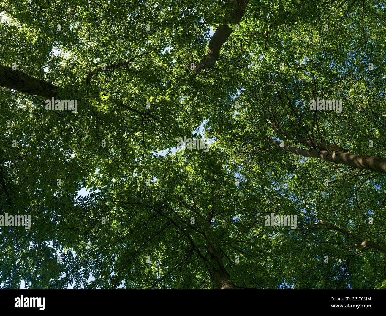 The canopy. Hainich woodland in Thuringia, National Park and part of ...