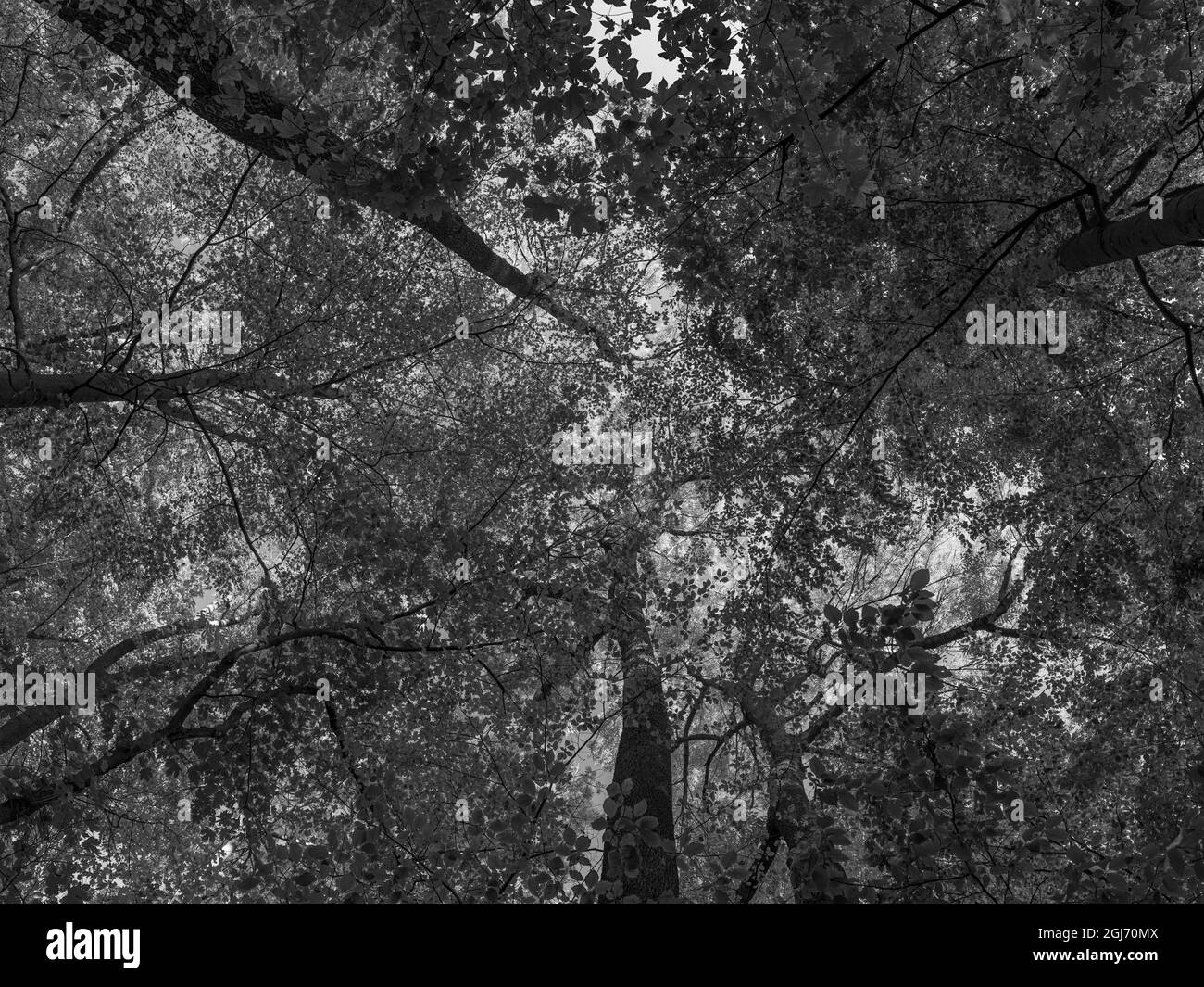 The canopy. Hainich woodland in Thuringia, National Park and part of ...