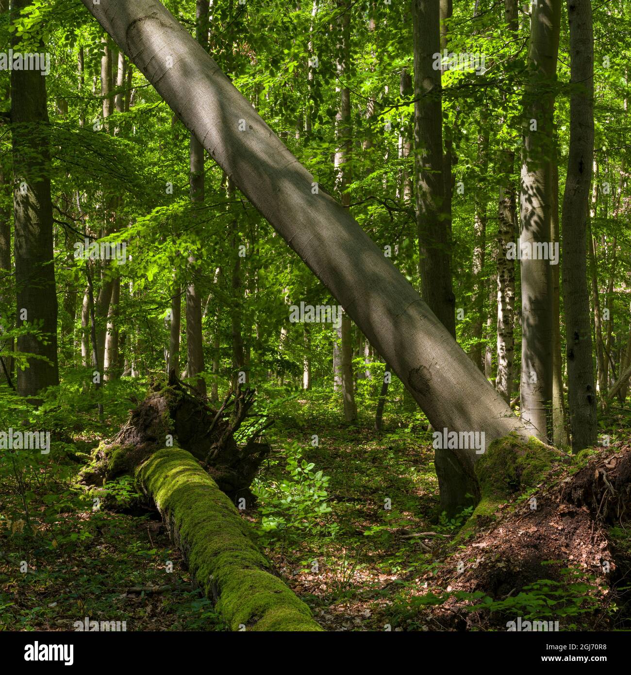 Deadwood, coarse woody debris and fallen trees in the Hainich woodland ...