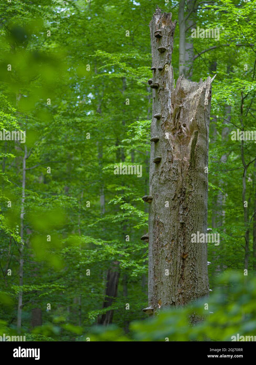 Deadwood, coarse woody debris and fallen trees in the Hainich woodland ...