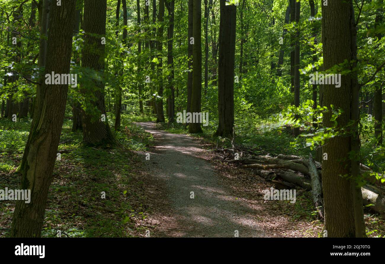 Hiking path in the Hainich woodland in Thuringia, National Park and ...