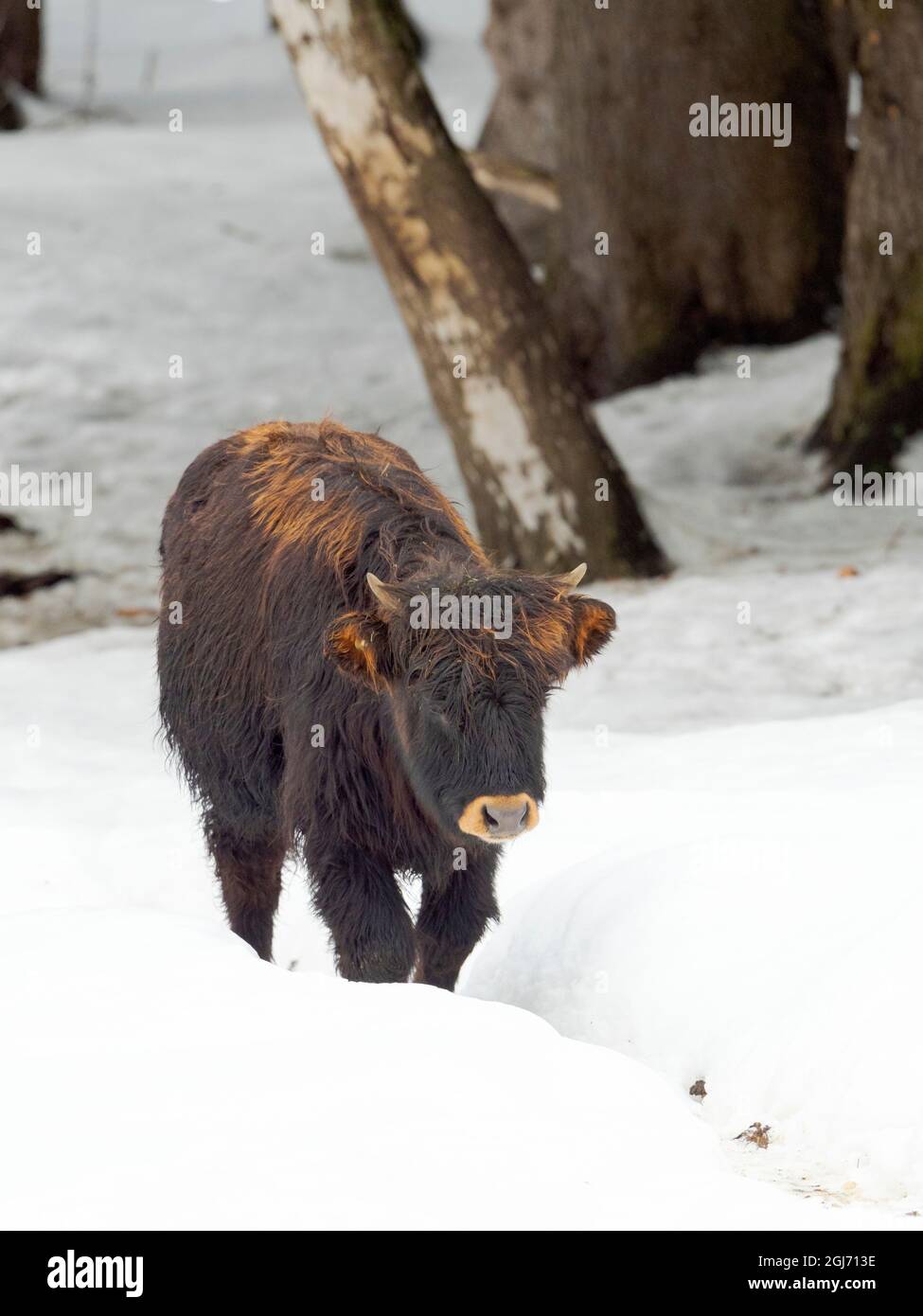 Heck Cattle (Bos primigenius taurus), an attempt to breed back the ...