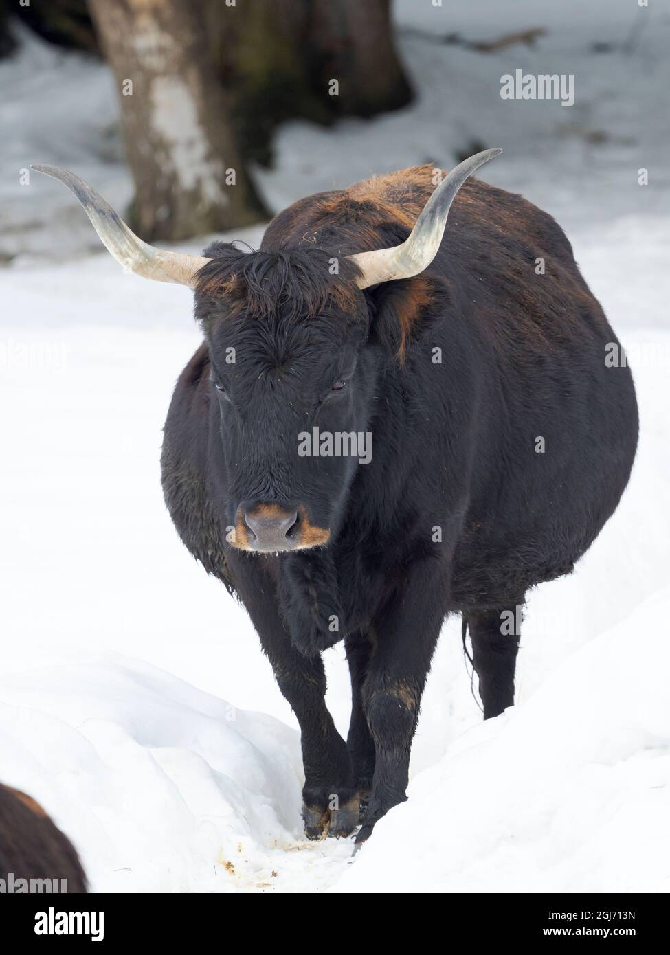 Heck cattle breed back extinct hi-res stock photography and images - Alamy